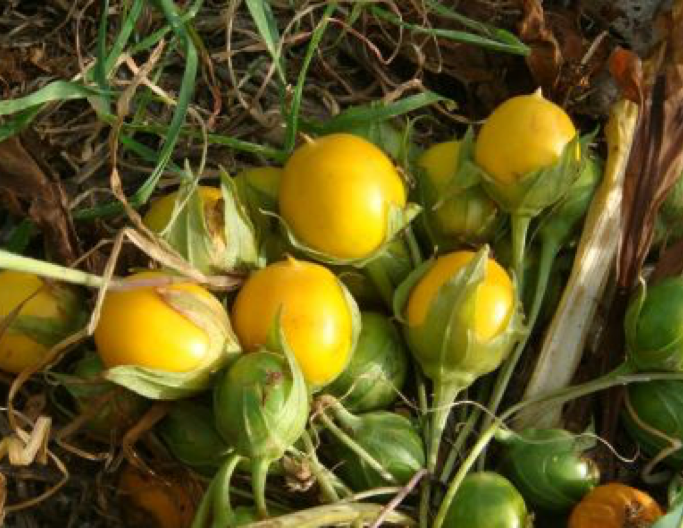 From Harry Potter’s Garden, No. 1: The Mandrake – The Keys To All Mythologies: Science, Medicine ...